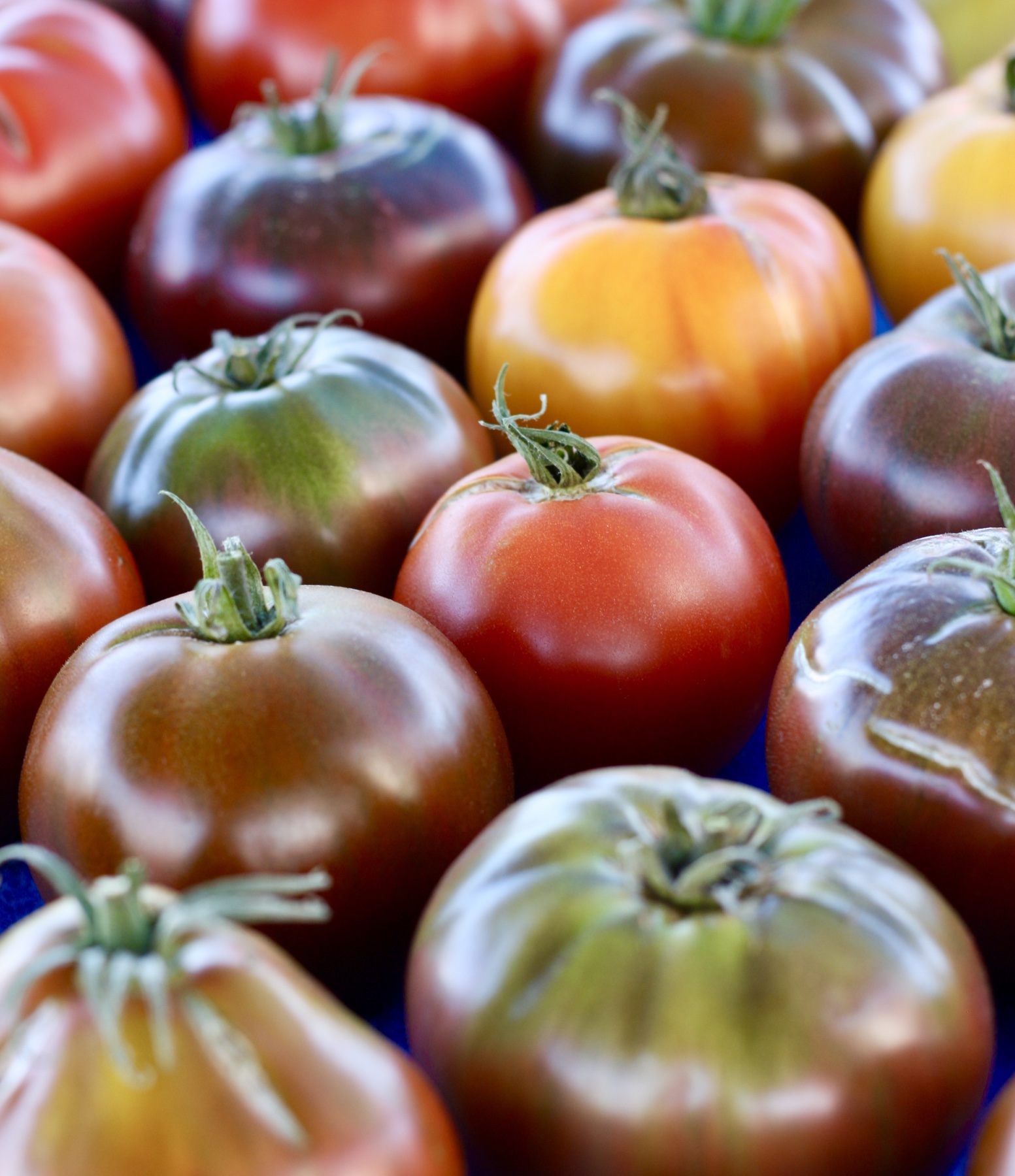 Waiting List – Tucson CSA